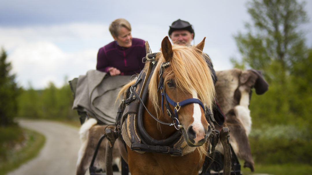Hest og vogn - Venabygdsfjellet